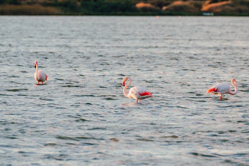 Close-up of Wild Flamingos in the Lake Stock Image - Image of nimes ...