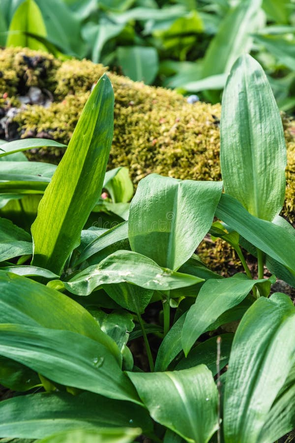 Fresh Wild Garlic Leaves on Black Background Stock Photo - Image of ...