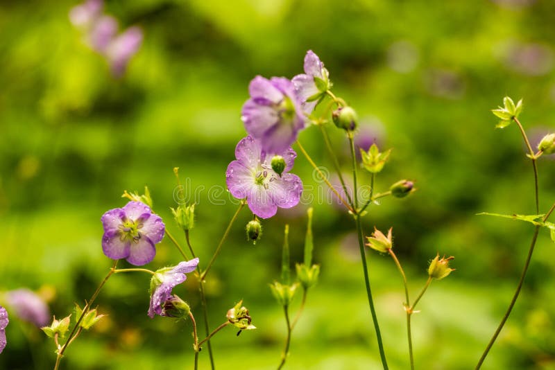 Close Up of Wild Geranium Flowers after Spring Rain Stock Photo - Image ...