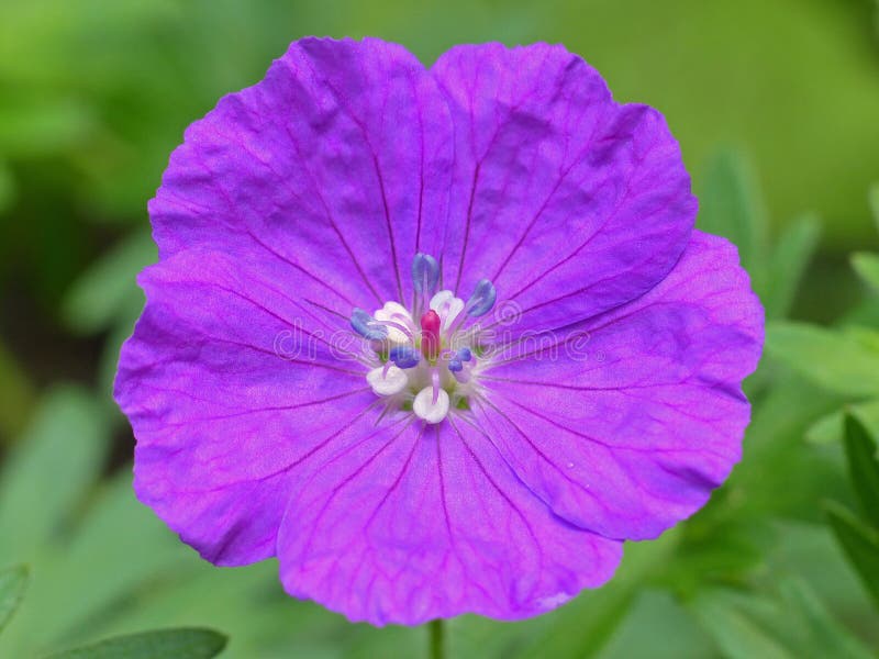 Wild Geranium stock image. Image of wild, close, leaf - 122028867