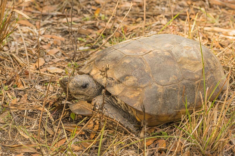 Wild Gopher Tortoise Sitting in the Grass Stock Image - Image of ...