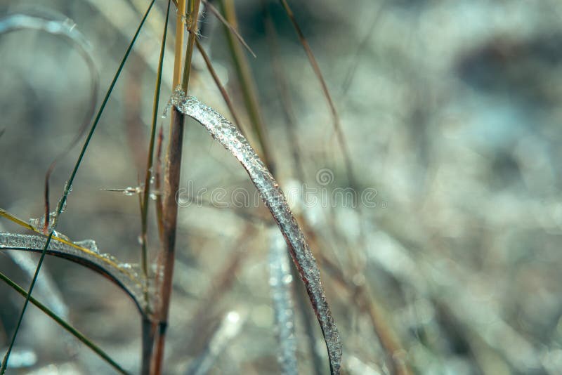 Close-up of Wild Grass Covered with Ice after Freezing Rain Stock Image ...