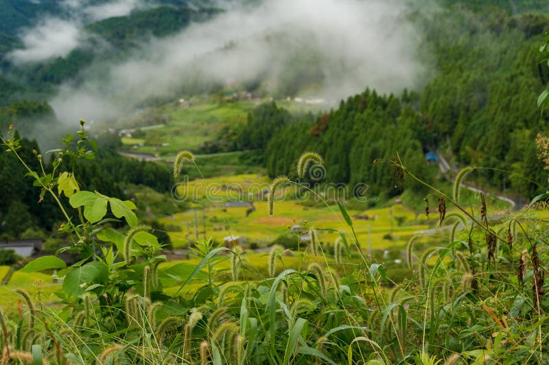 Close Up Of Rice Terraces Steps With Ripe Rice Plants Stock Photo ...