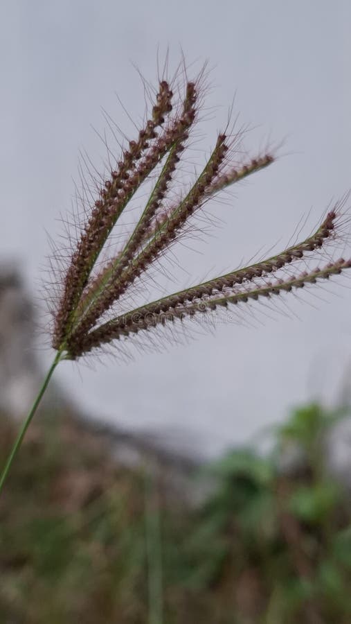 Close-Up of a Wild Grass Seed Head Stock Image - Image of head, wild ...