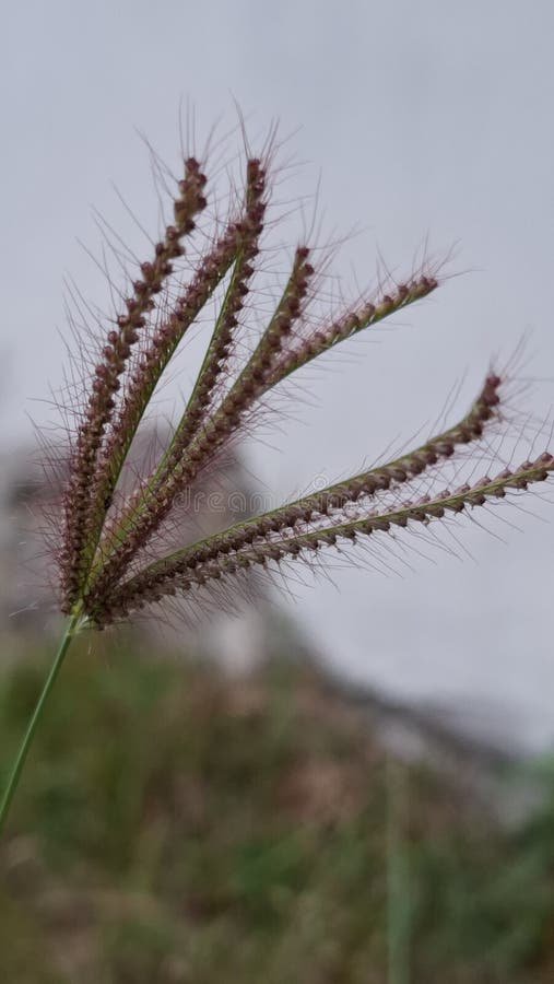 Close-Up of a Wild Grass Seed Head Stock Photo - Image of head, closeup ...
