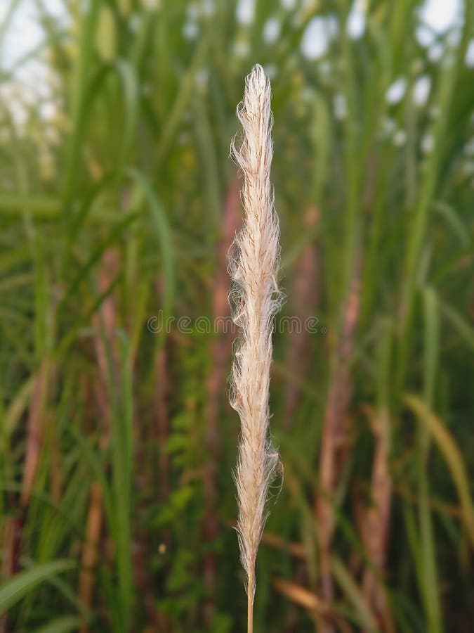 Close-up of a Wild Grass Spike in a Field Stock Photo - Image of flower, twig: 373104190