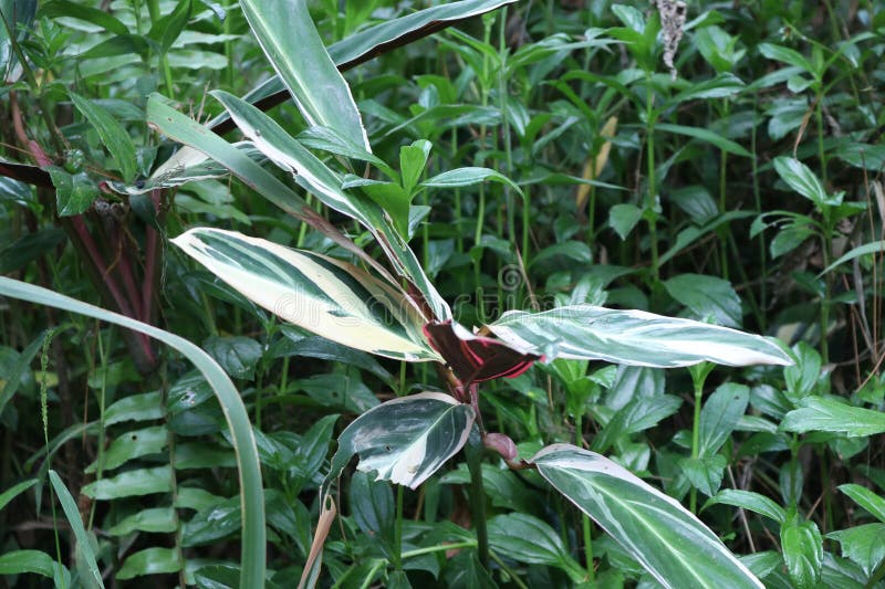 Close-up of Wild Green Plant in Field in a Cool Environment Forest ...