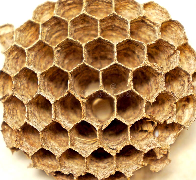 1,541 Wasp Nest Texture Stock Photos - Free & Royalty-Free Stock Photos ...