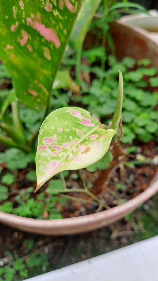 Close Up Wild Leaf in the Pot Stock Image - Image of herb, petal: 303118947