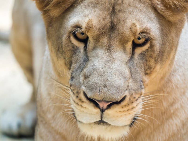 644 Lioness Looking Up Stock Photos - Free & Royalty-Free Stock Photos ...