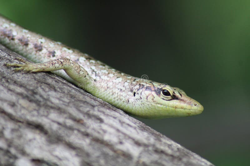 Close Up of Wild Lizard on Top of Tree Trunk Stock Image - Image of ...
