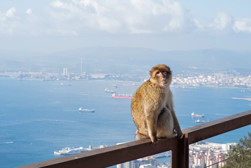 Gibraltar Monkey stock photo. Image of city, color, fauna - 23033990
