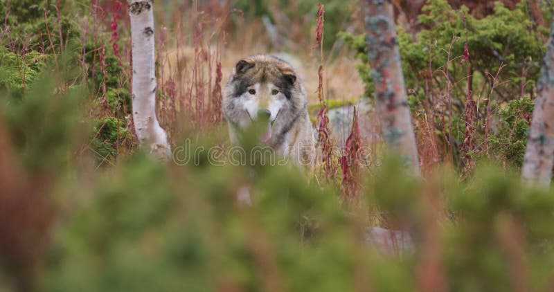 Wild Male Wolf Walking in the Grass in the Forest Stock Footage - Video ...