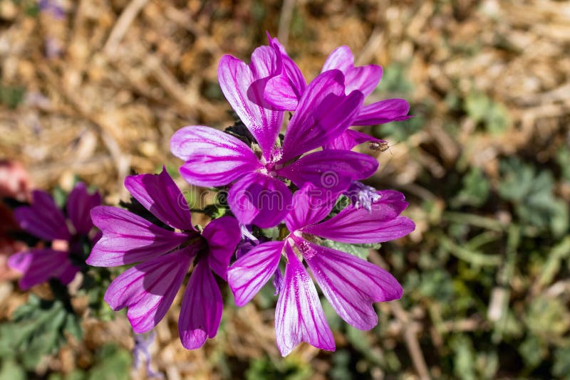 Close-up of Wild Mallow Flower Stock Image - Image of botany, color ...