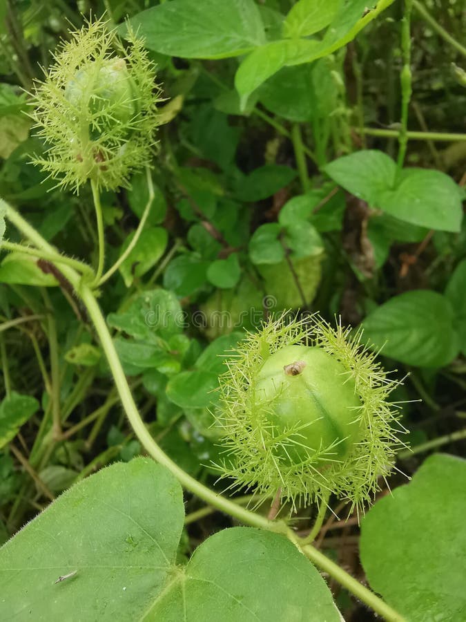 Close Up on Wild Passiflora Foetida Flower the Creeping Plant. Stock ...