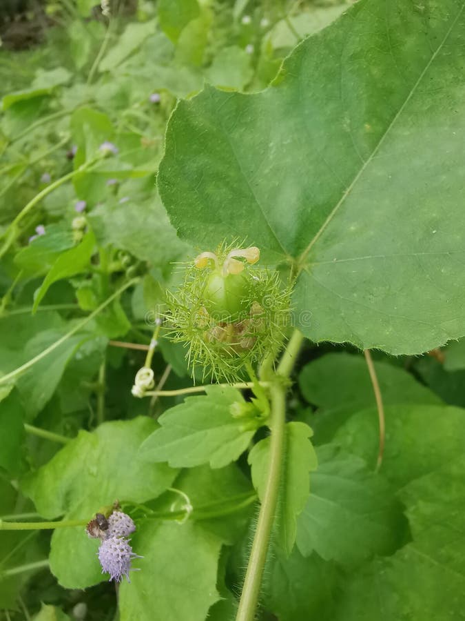 Close Up on Wild Passiflora Foetida Flower the Creeping Plant. Stock ...