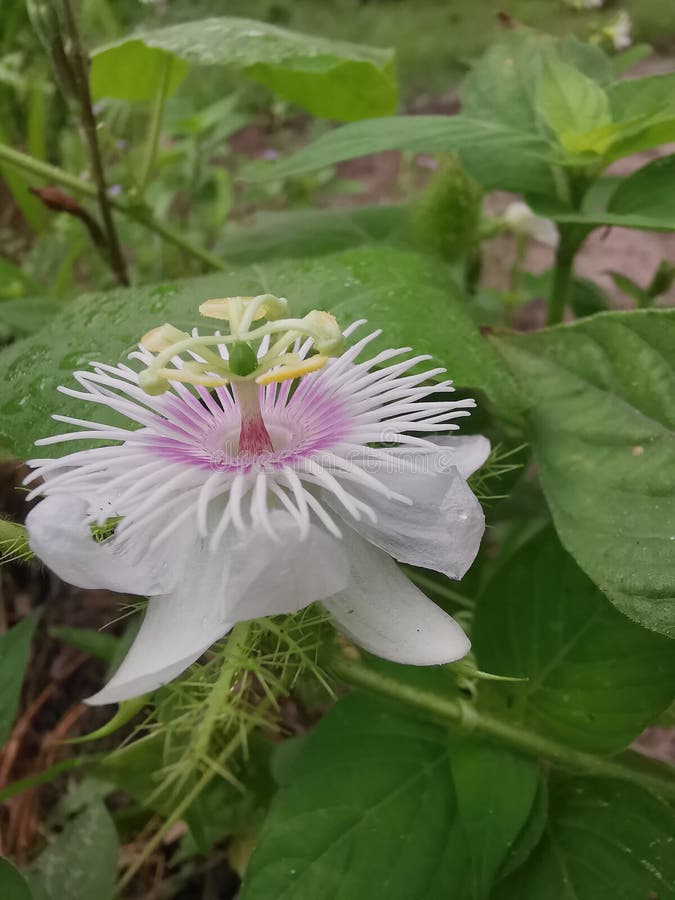 Close Up on Wild Passiflora Foetida Flower the Creeping Plant. Stock ...