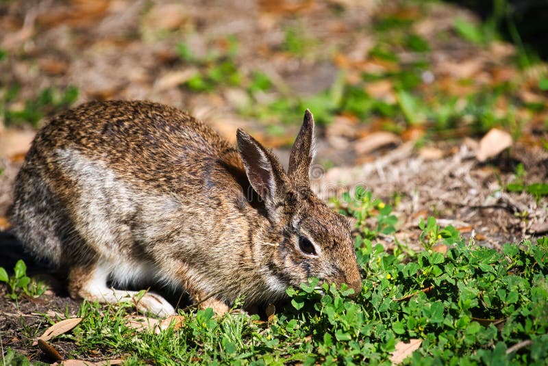 A Close Up of a Wild Rabbit. Stock Photo - Image of plants, ears: 277116926