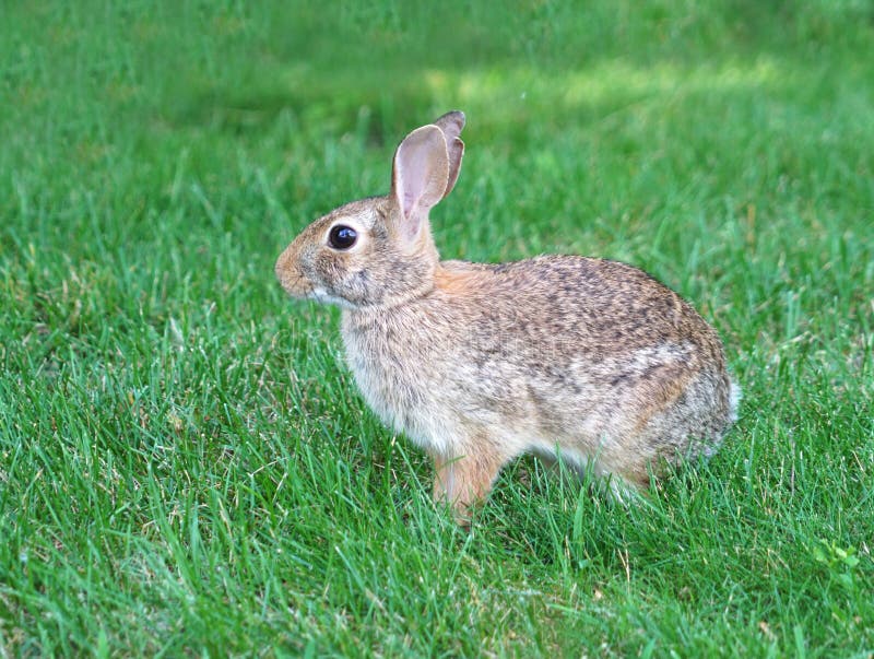 Close Up on Wild Rabbit on the Lawn Stock Photo - Image of rodent ...