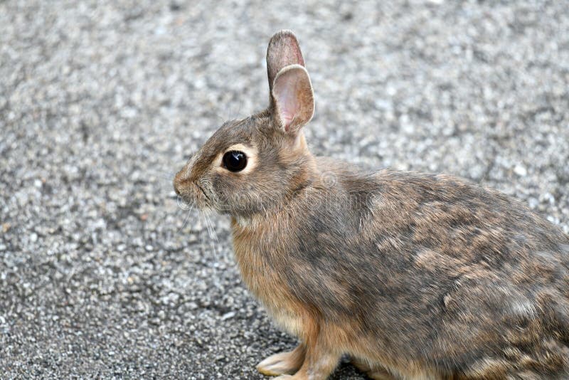 Rabbit on Road stock image. Image of cute, cottontail, mammal - 425481