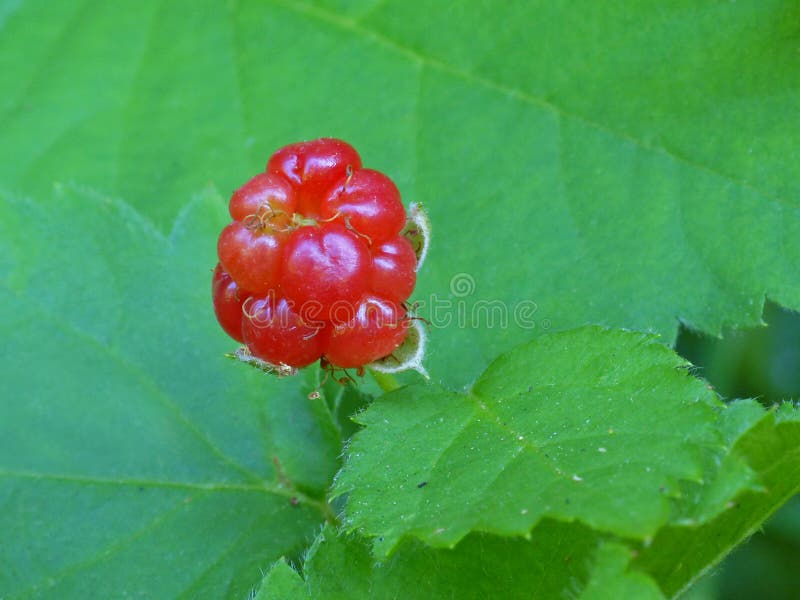 Wild Raspberry stock photo. Image of raspberry, plant - 123921780