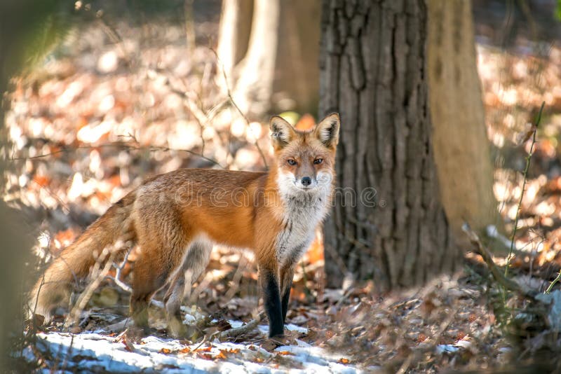 Close-up of a Wild Red Fox Standing in the Sun in a Forest Stock Photo ...