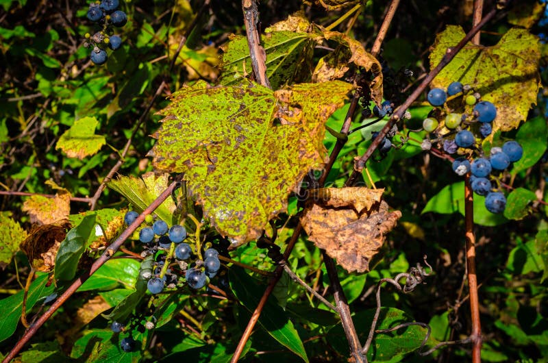 Close-up of Wild Red Grape Vines in the Fall Stock Image - Image of ...