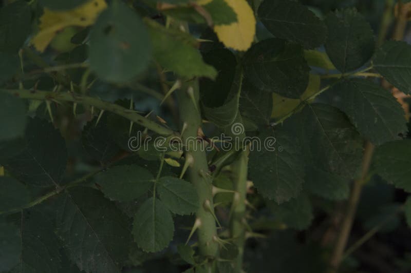 Wild rose stem stock photo. Image of prickle, nature - 146778844