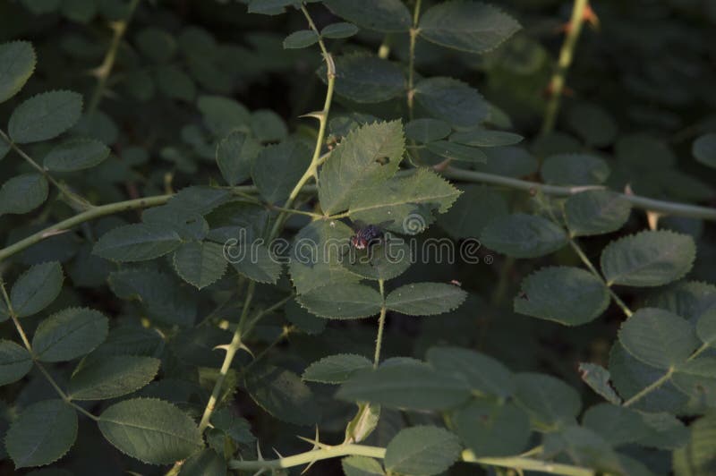 Wild rose stem stock photo. Image of prickle, nature - 146778844
