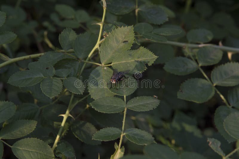 Wild rose stem stock photo. Image of prickle, nature - 146778844