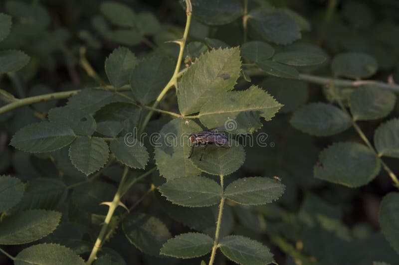 Wild rose stem stock photo. Image of prickle, nature - 146778844