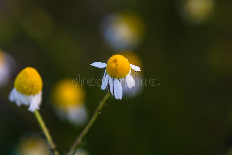 Close Up of Wild Small Chamomile Flowers Outdoor in Sunlight Stock ...