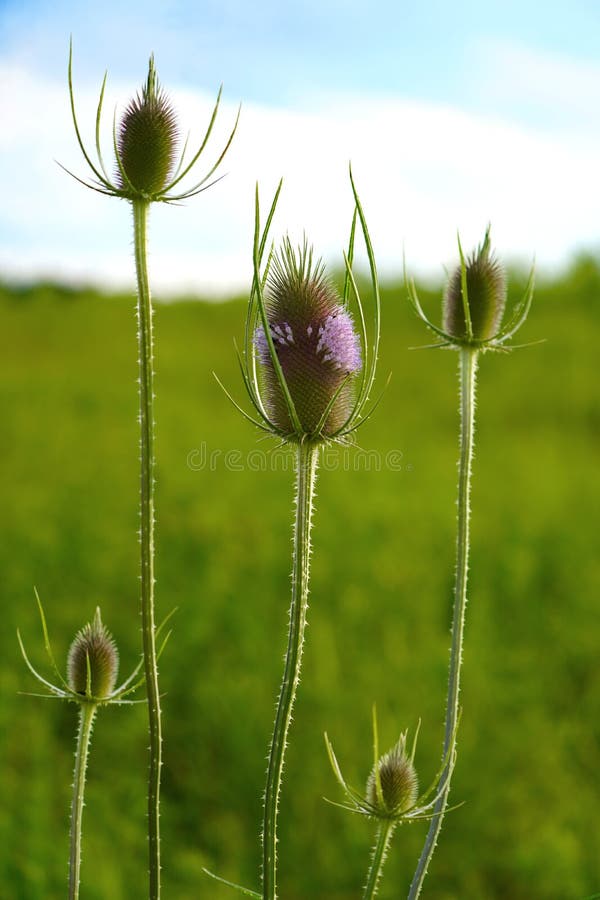 Close Up of Wild Teasel Blooming in a Meadow Stock Photo - Image of ...