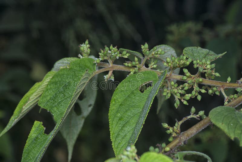 Close Up of the Wild Trema Orientalis Tree Plant Stock Image - Image of ...