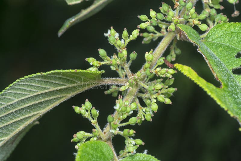 Close Up of the Wild Trema Orientalis Tree Plant Stock Photo - Image of ...