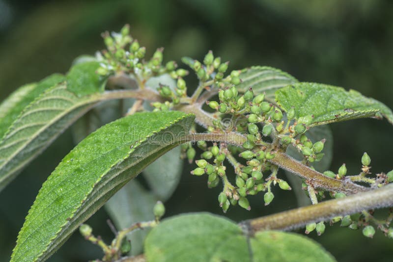 Close Up of the Wild Trema Orientalis Tree Plant Stock Photo - Image of ...