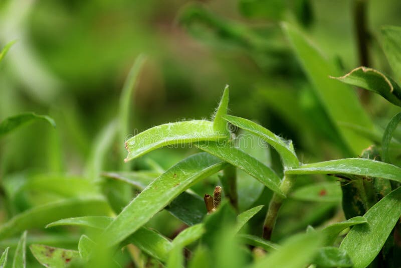 Close-up of Wild Weed Growing in the Forest Stock Image - Image of ...