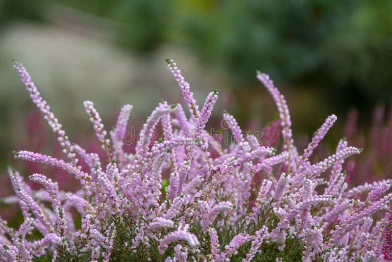 Close Up Wild White and Pink Heather, Outdoors Macro Stock Photo ...