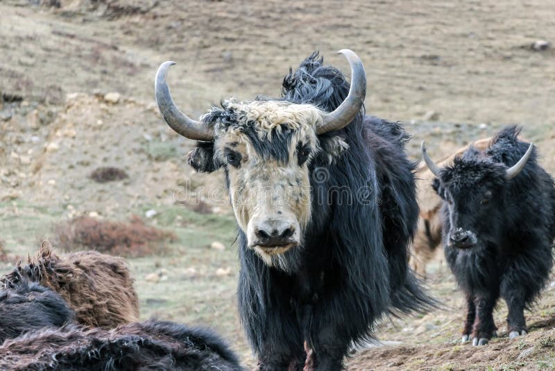 115 Close Up Yak Head Stock Photos - Free & Royalty-Free Stock Photos ...