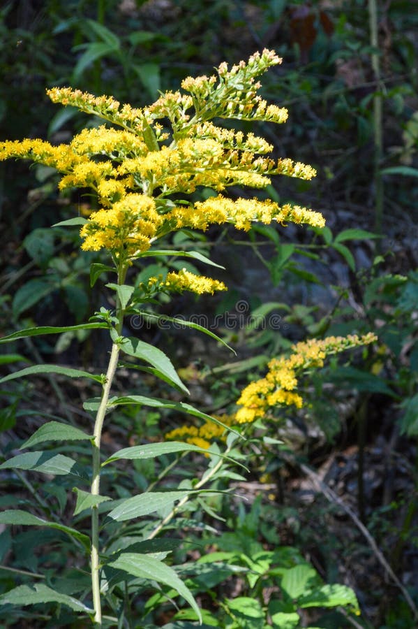 Wild Yellow Flowers Growing Out of a Forest Stock Image - Image of ...