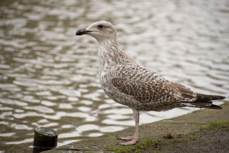 Close Up of Wild Young Seagull Stock Image - Image of brown, beak ...