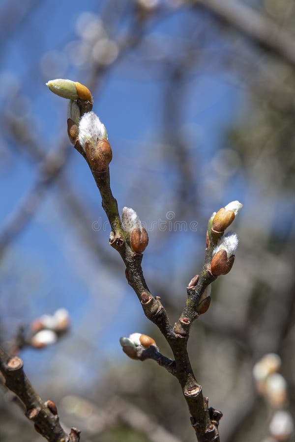 Tree buds in the forest stock image. Image of beauty - 248278877