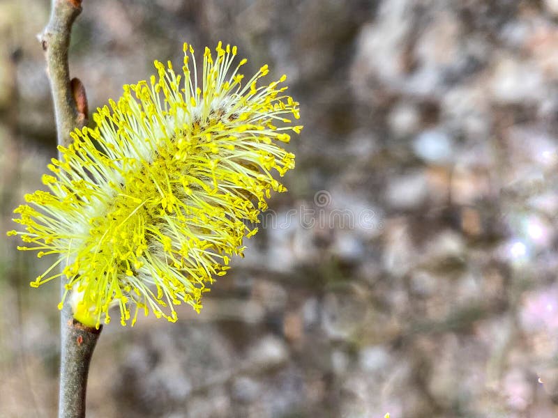 Close-up of Willow Tree in Spring in the Park. Stock Photo - Image of ...