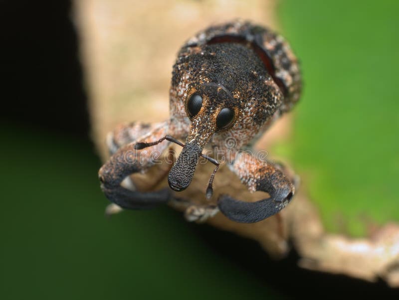 Close Up Willow Weevils on the Leaf Stock Image - Image of animal ...