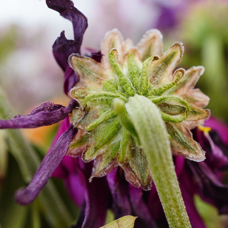 Close-up of a Wilting Flower Stem and Sepals. Stock Photo - Image of ...