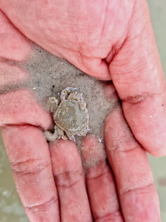 Close up wind crab in hand stock image. Image of organ - 247208131