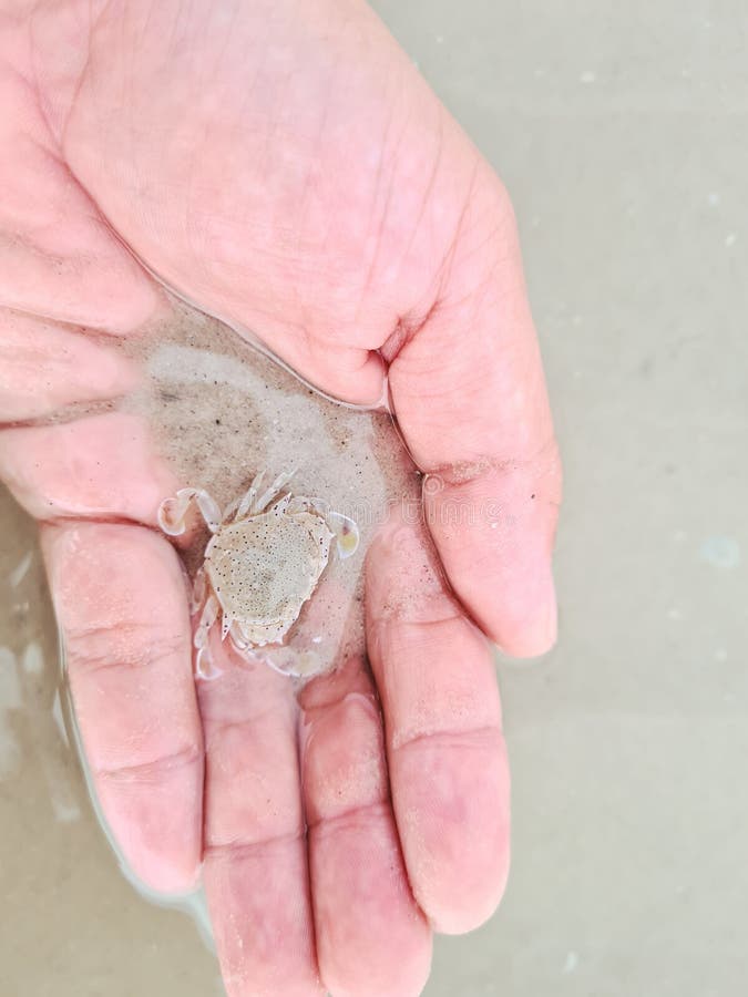 Close up wind crab in hand stock image. Image of hand - 247208123