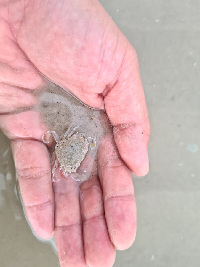 Close up wind crab in hand stock photo. Image of skin - 247208140