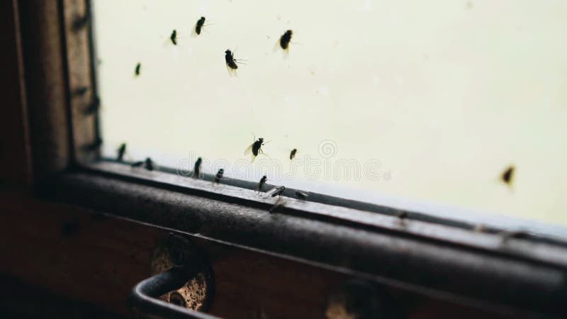 Close-up of the Window with Lots of Flies. Close Up Stock Video - Video ...