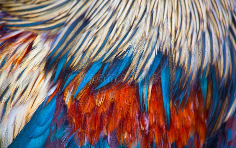 Rooster stock image. Image of decorative, feather, nature - 114489981